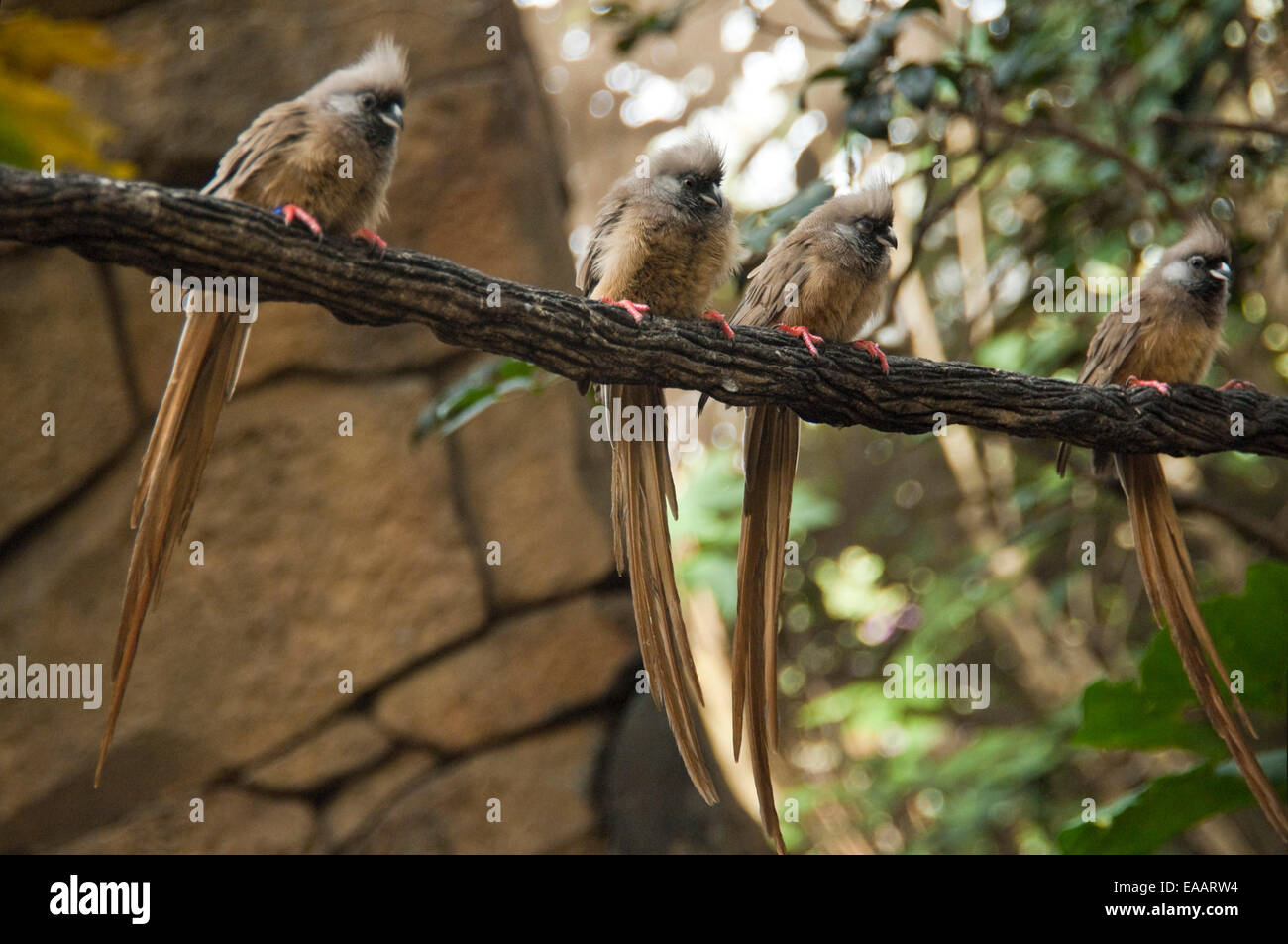 Horizontal close up of Speckled Mousebirds, Colius striatus, in an ...