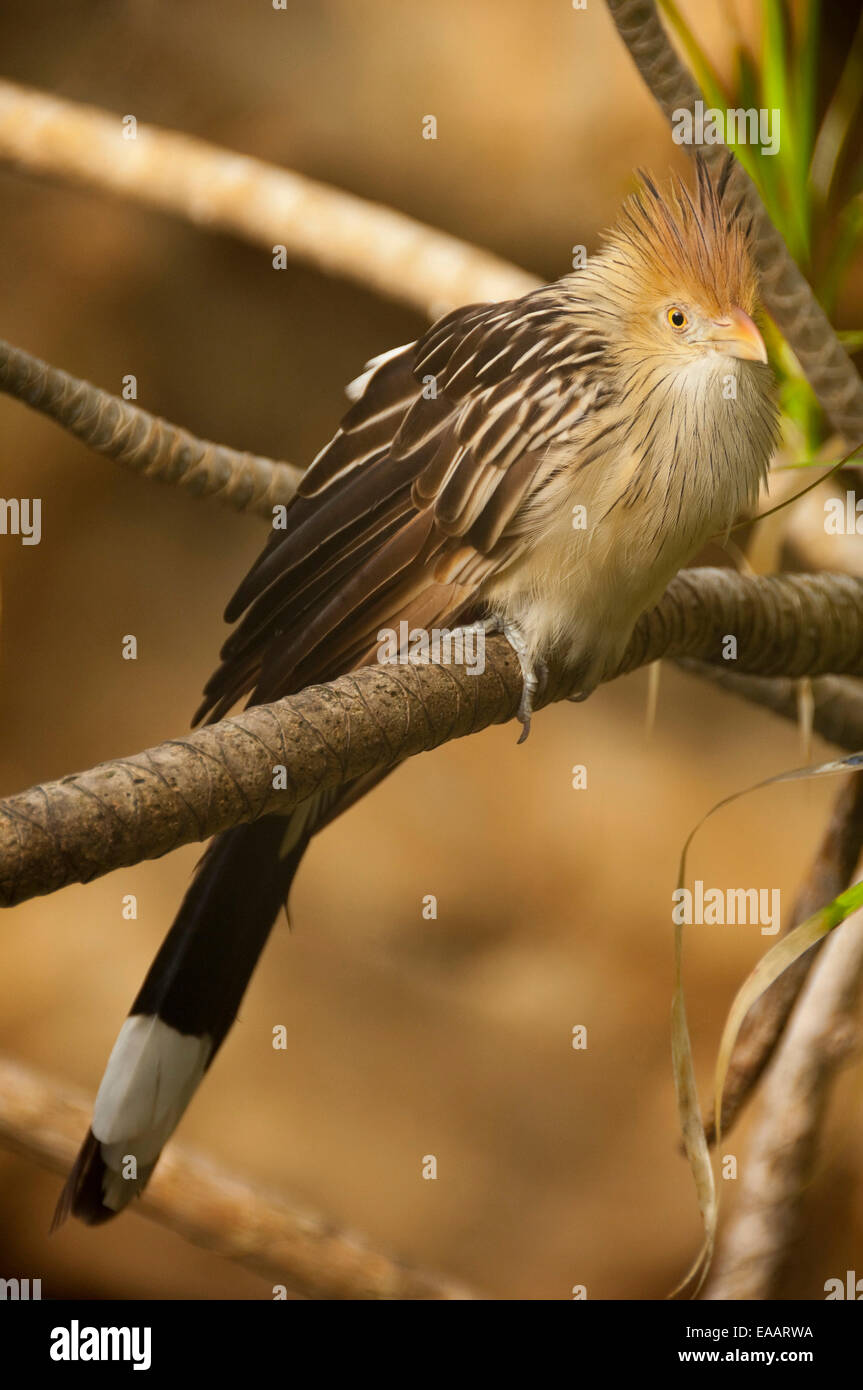 South american bird guira cuckoo hi-res stock photography and images ...
