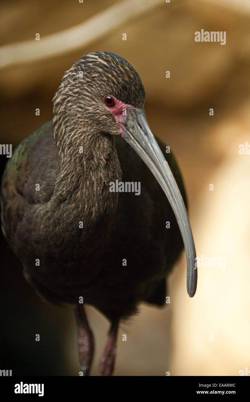 Vertical close up of a white-faced ibis bird, Plegadis chihi, in an ...