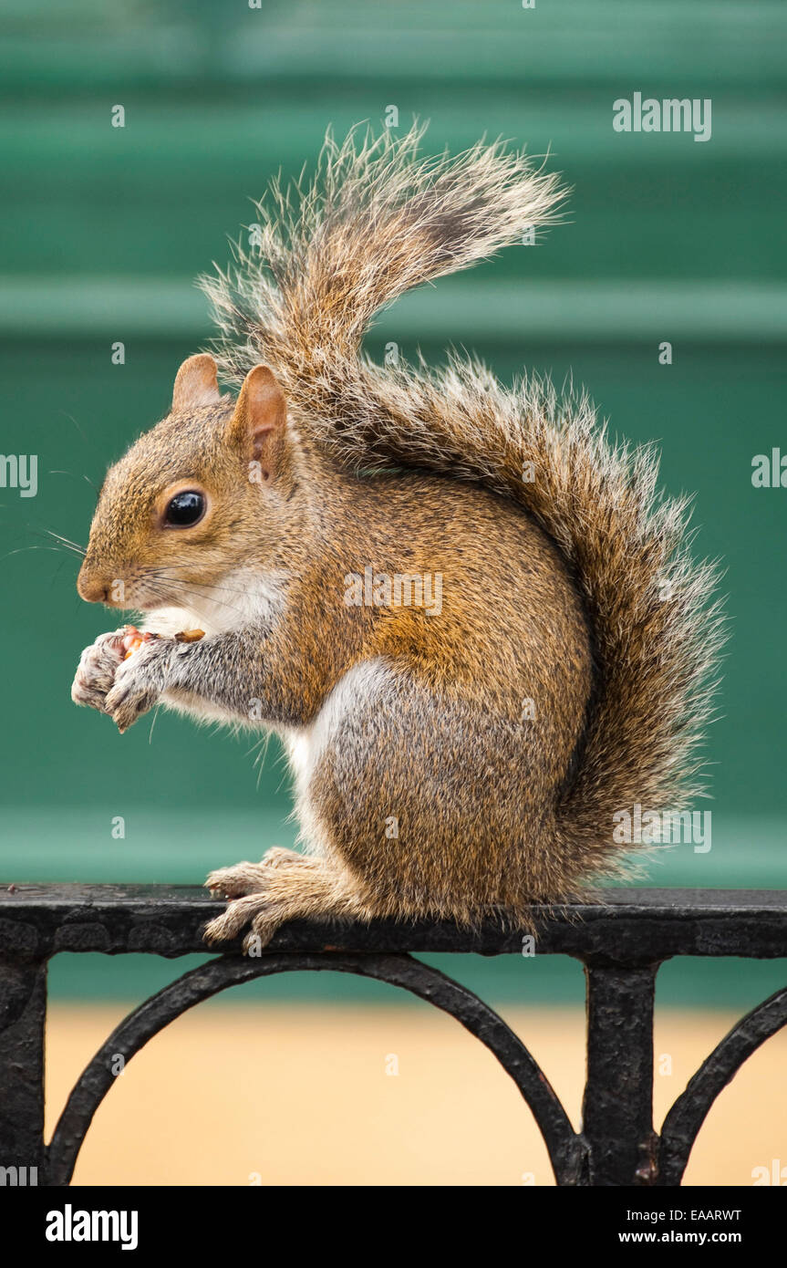 Vertical close up of a Grey Squirrel eating nuts Stock Photo - Alamy