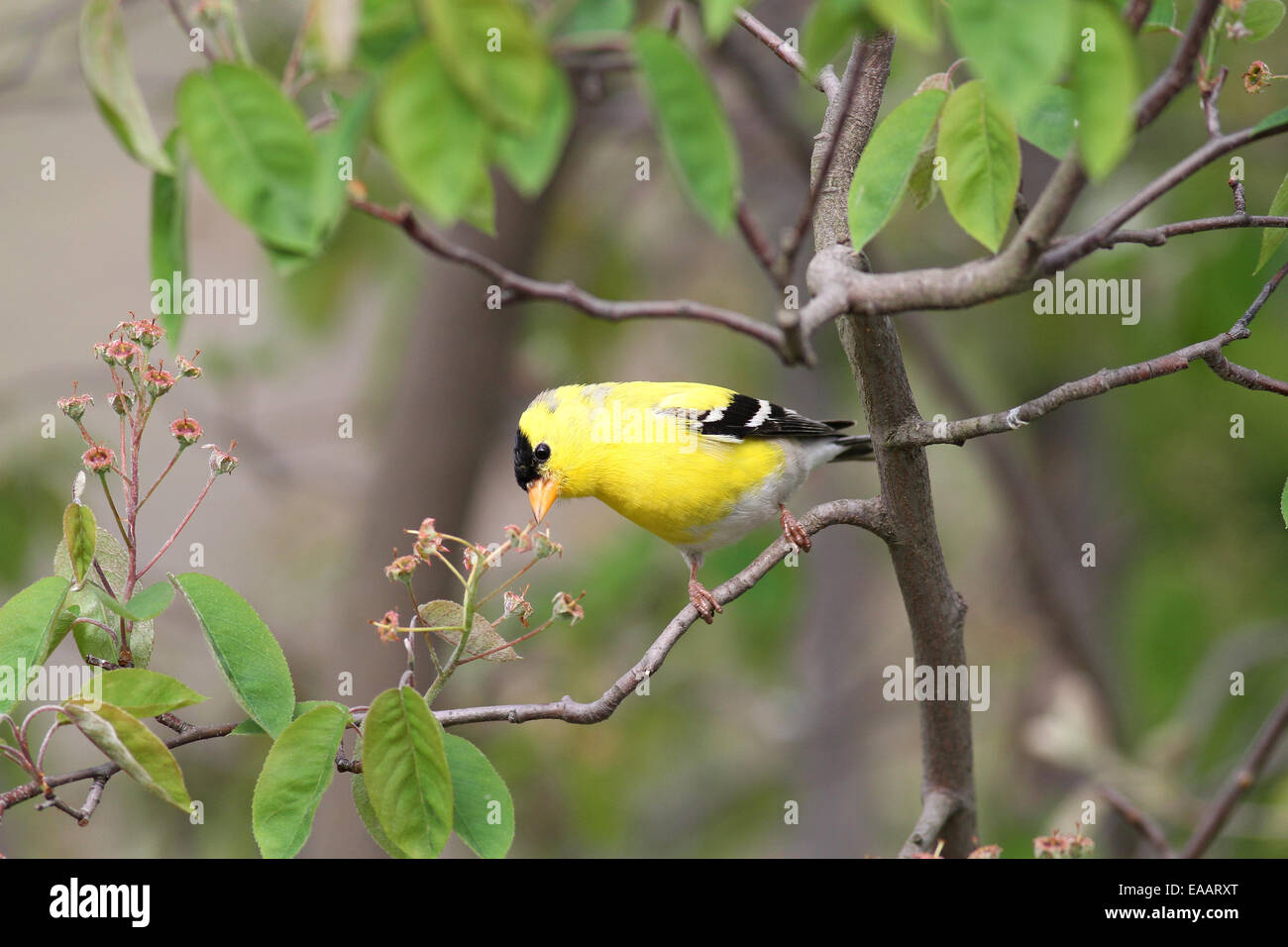 American Goldfinch in serviceberry Stock Photo - Alamy