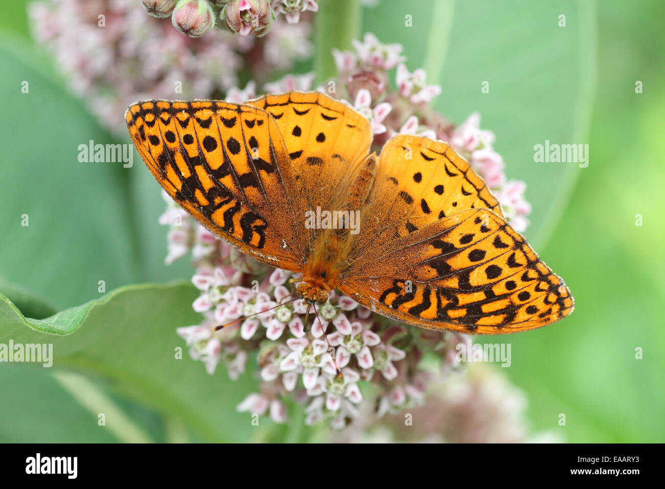 Great spangled fritillary hi-res stock photography and images - Alamy