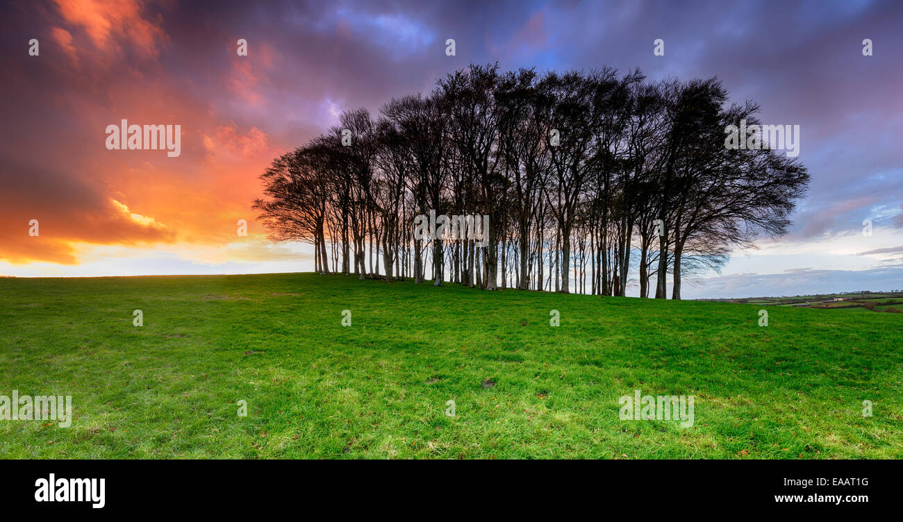 Sunset over fairy Woods an iconic clump of trees on top of a hill on ...