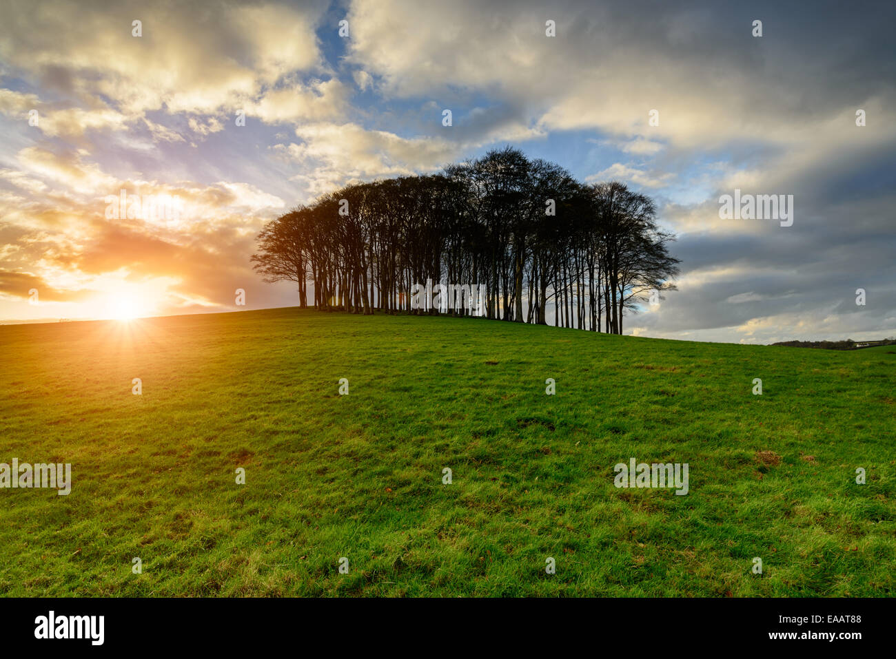 Sunset over a stand of Beech trees Stock Photo - Alamy