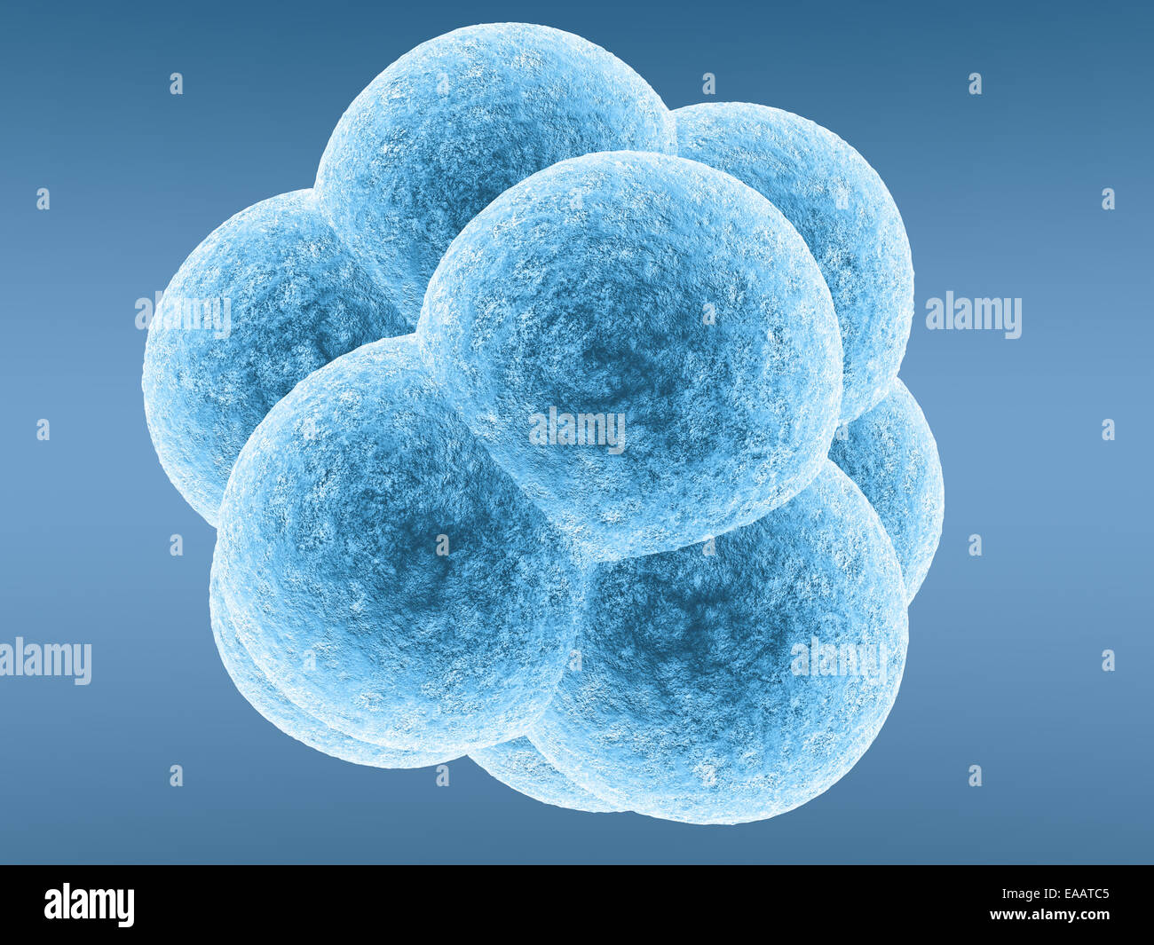 Human egg cell hi-res stock photography and images - Alamy