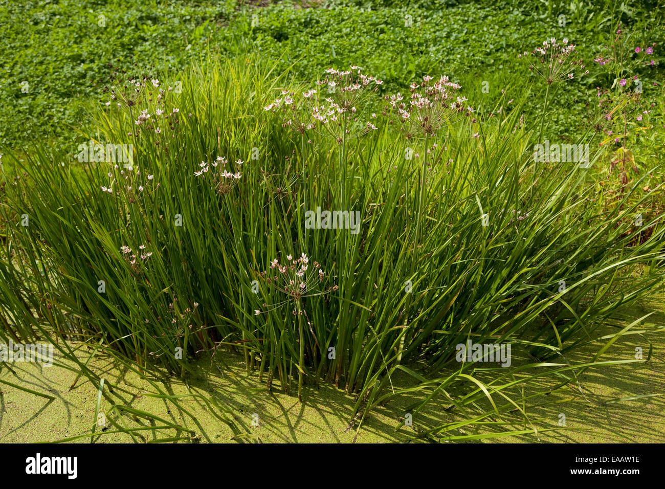 Tuft flower hi-res stock photography and images - Alamy