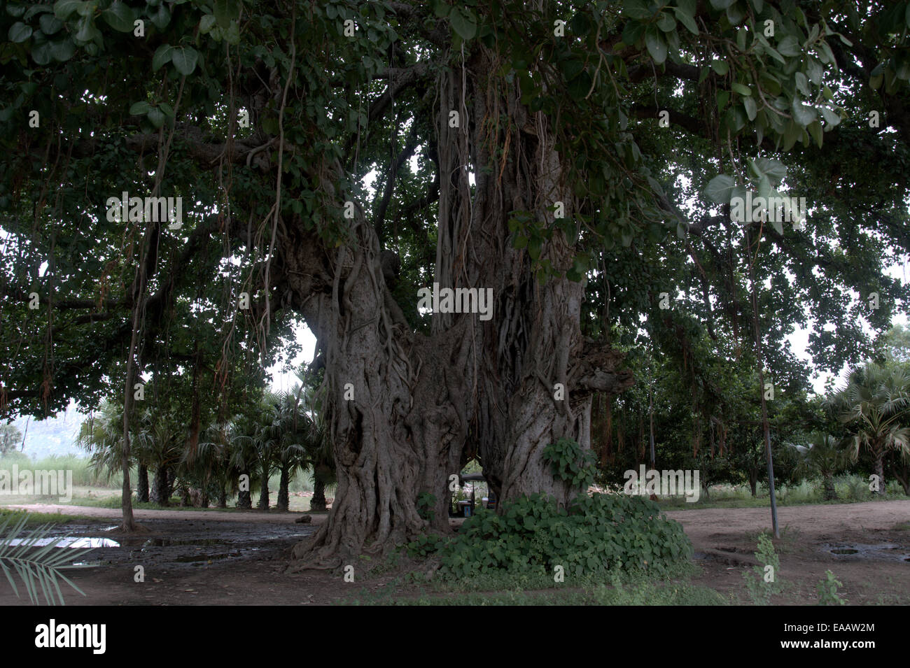 Bodhi Tree, Bihar, India Stock Photo - Alamy