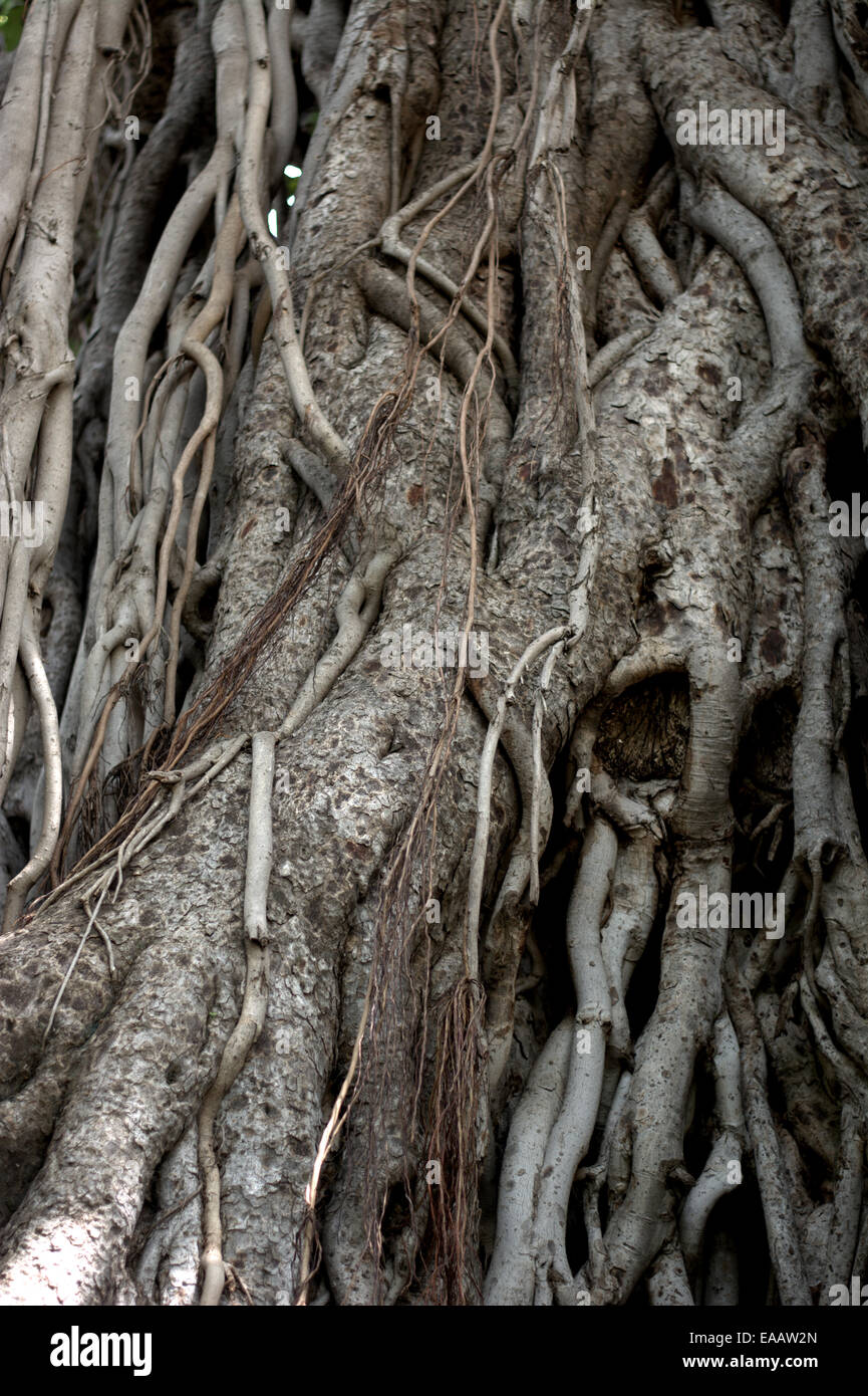 Bodhi Tree, Bihar, India Stock Photo - Alamy