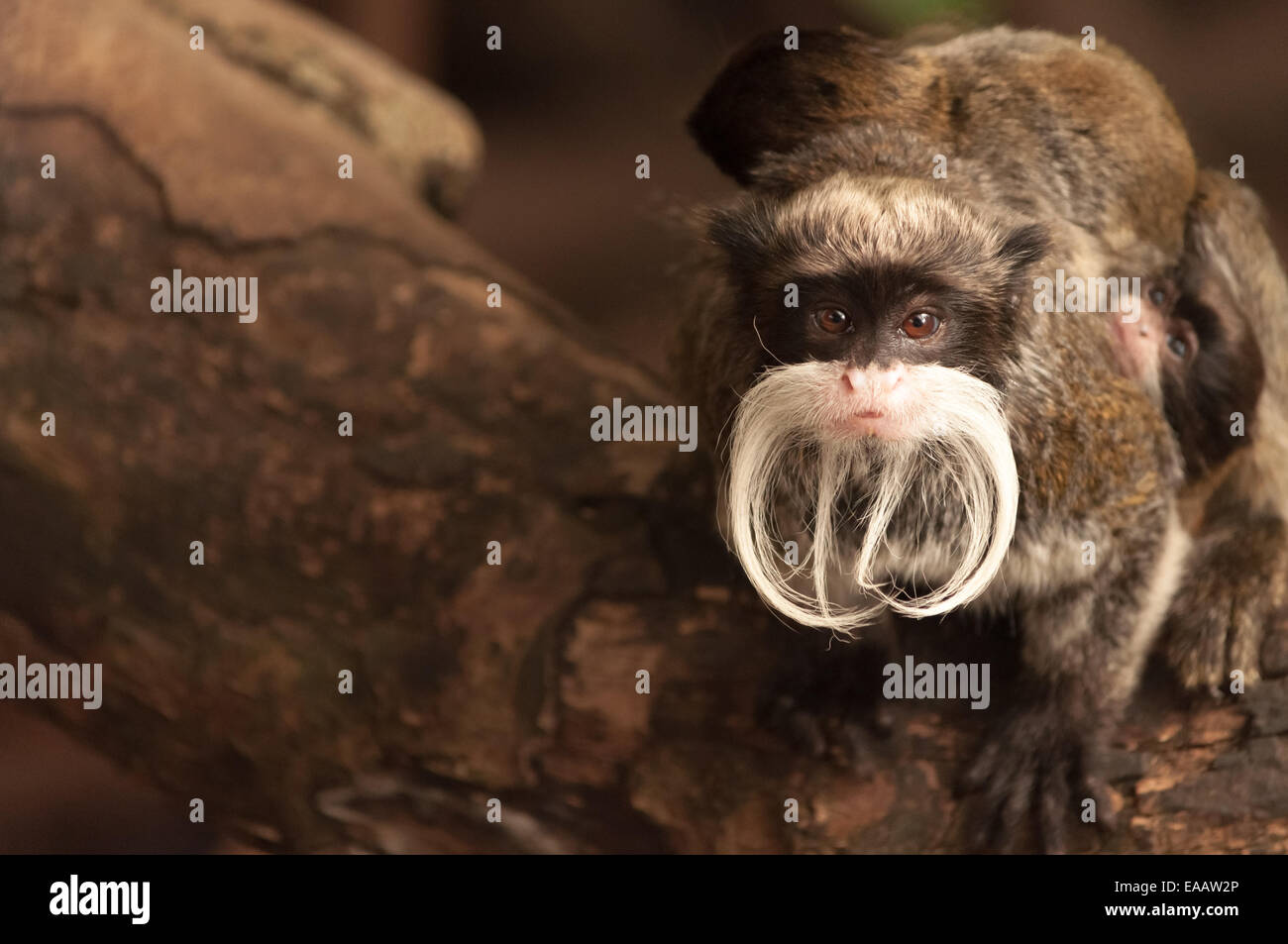 Mustache Monkey From Rio 2