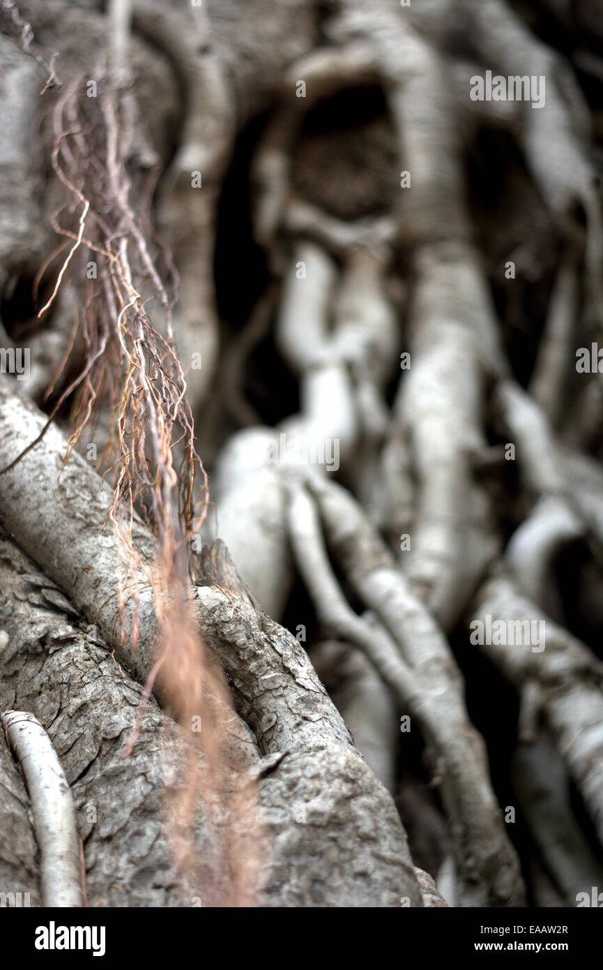 Bodhi Tree, Bihar, India Stock Photo - Alamy