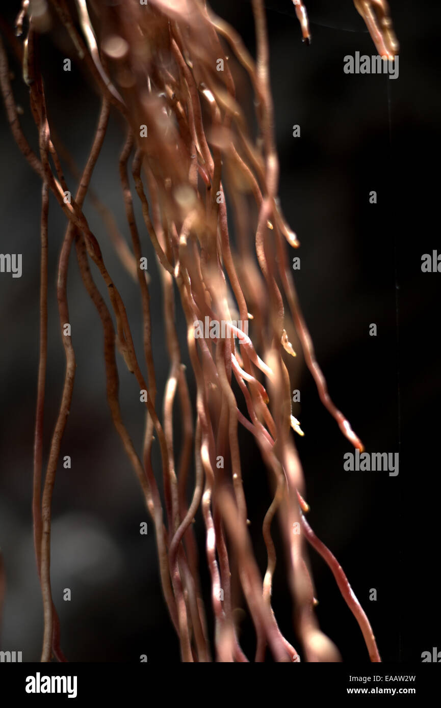 Bodhi Tree, Bihar, India Stock Photo - Alamy