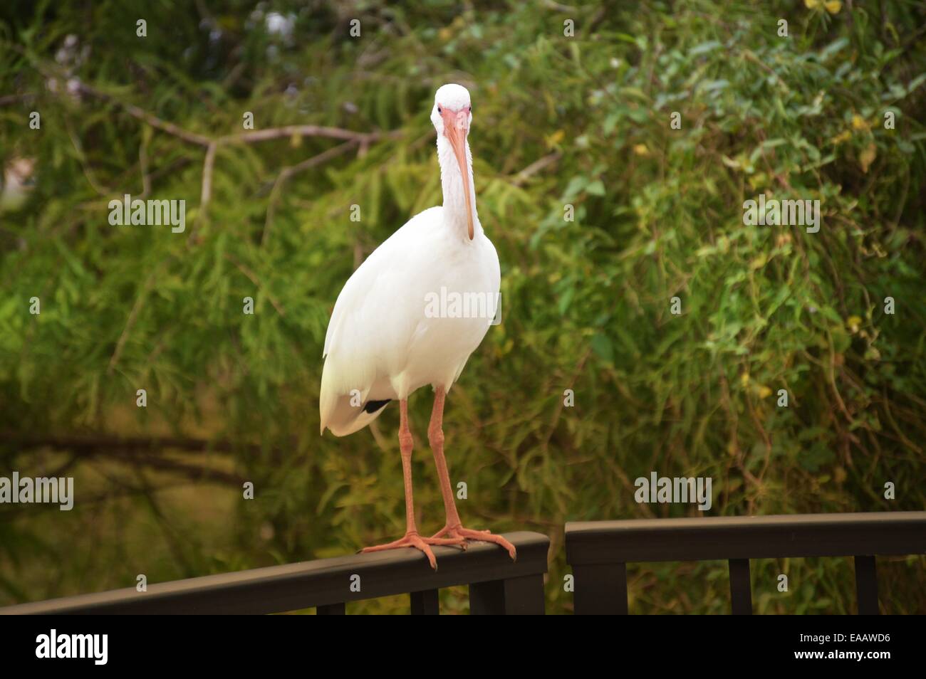 Who are you lookin at! Stock Photo - Alamy