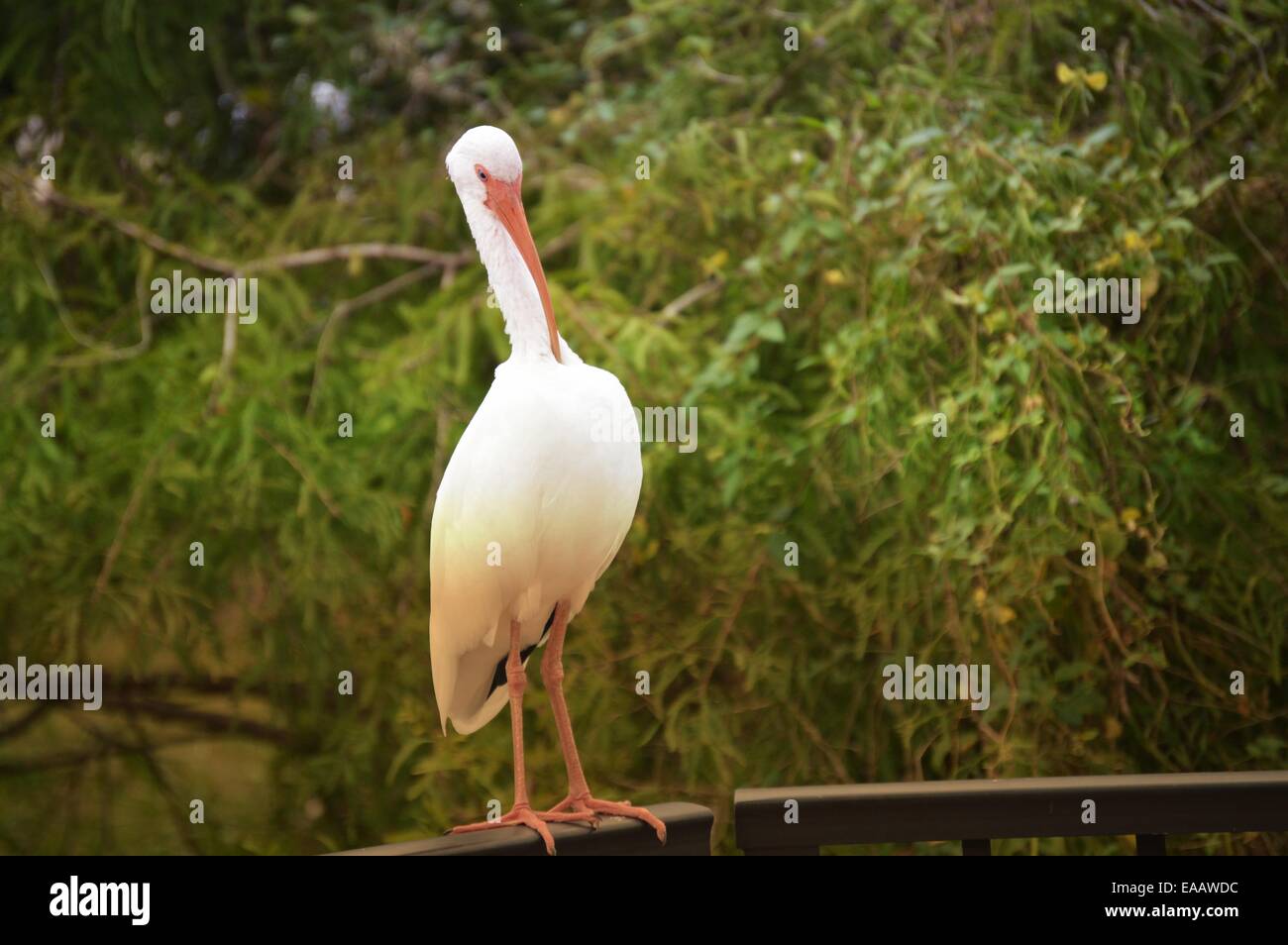 An egret looking down below Stock Photo - Alamy