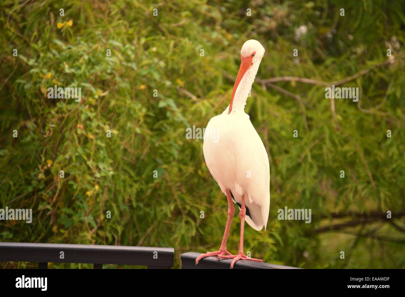A not so happy egret! Stock Photo - Alamy