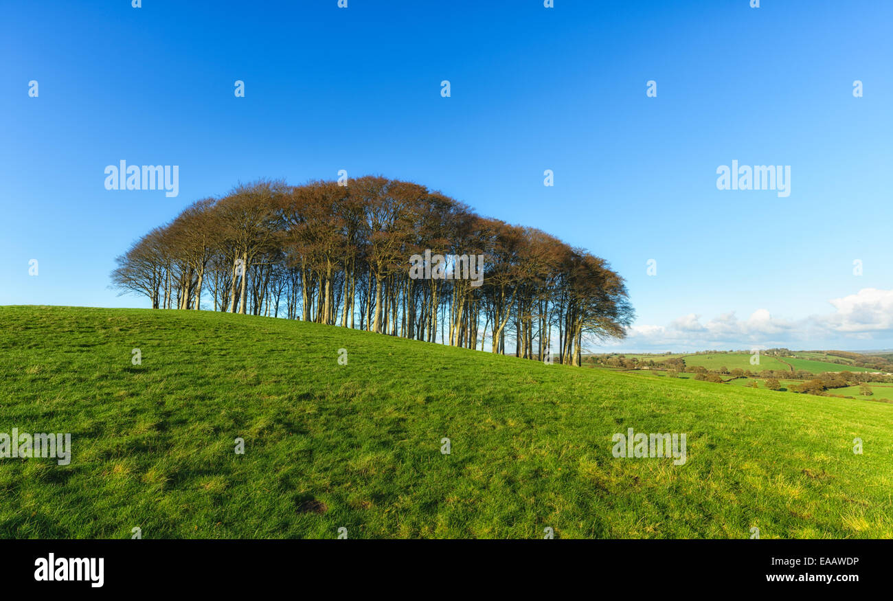 A copse of Beech trees on top of a hill on the Devon and Cornwall ...