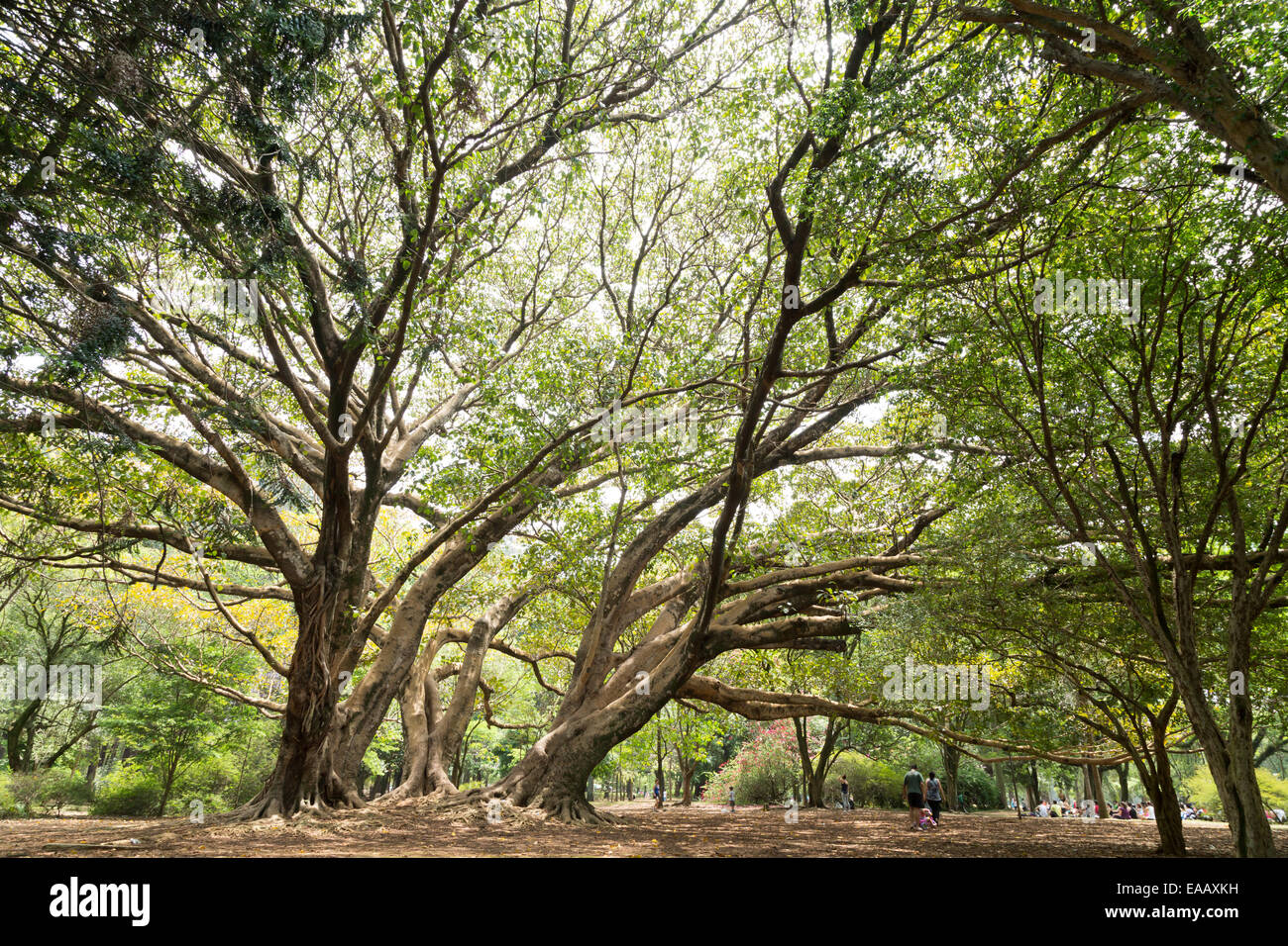 Ficus trees (Ficus benghalensis), aka banyan, banyan fig, Indian banyan ...