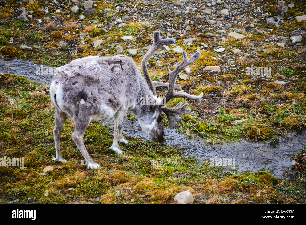 Svalbard reindeer drinking from the stream Stock Photo - Alamy
