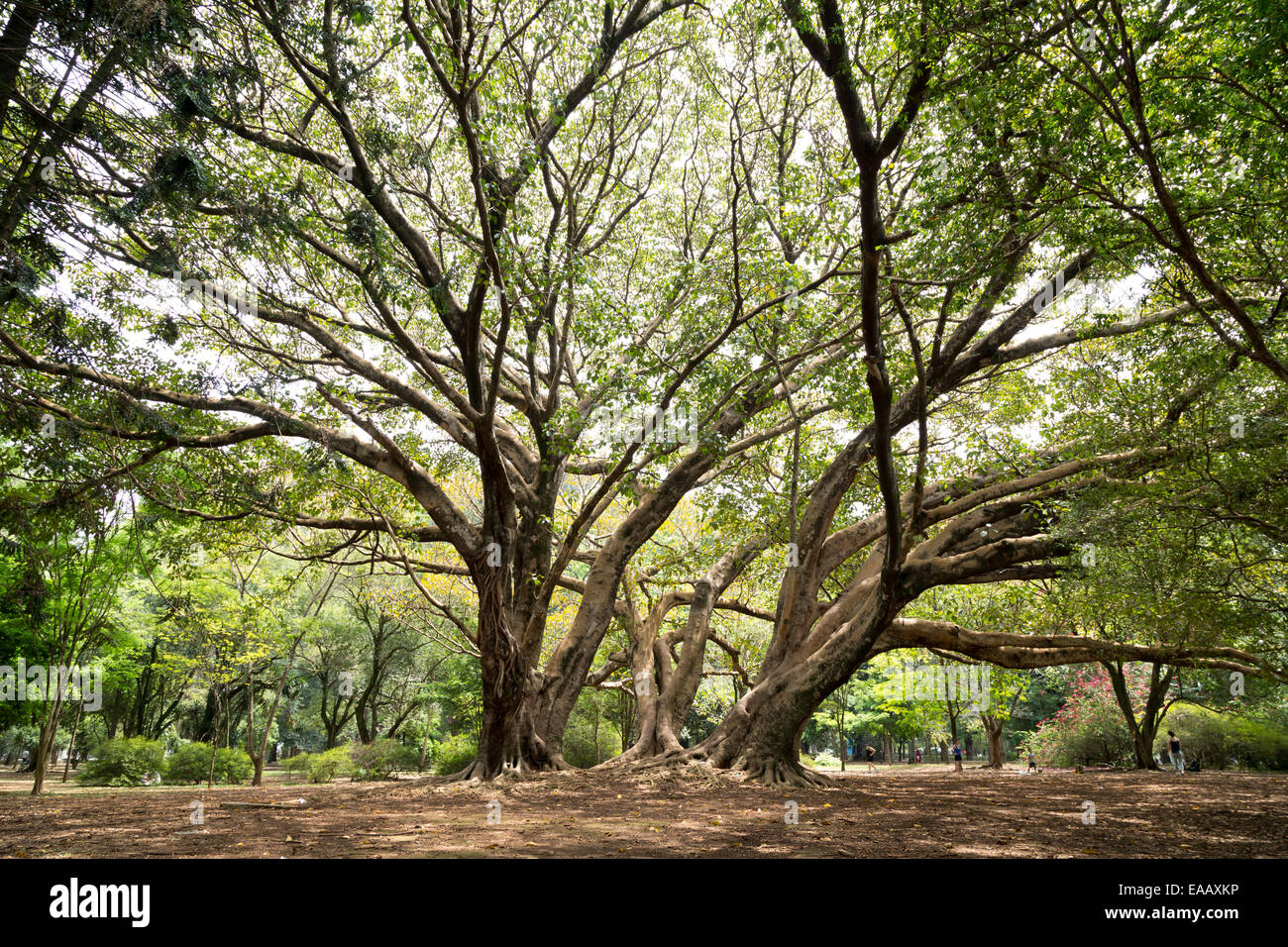 Ficus trees (Ficus benghalensis), aka banyan, banyan fig, Indian banyan ...