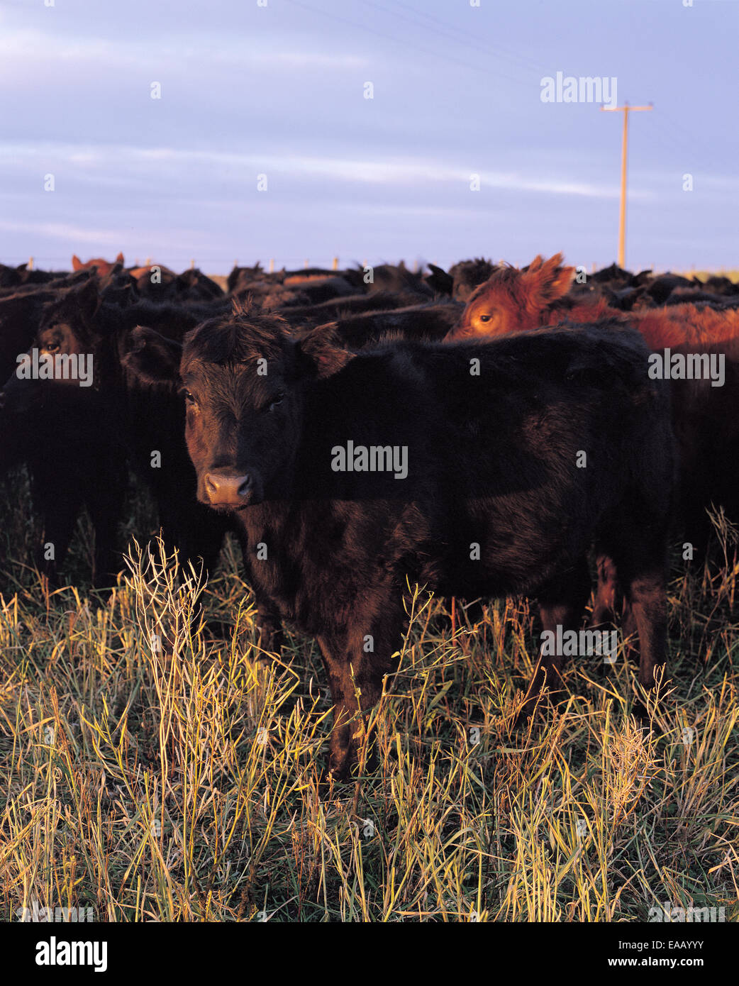 Argentinian beef hi-res stock photography and images - Alamy