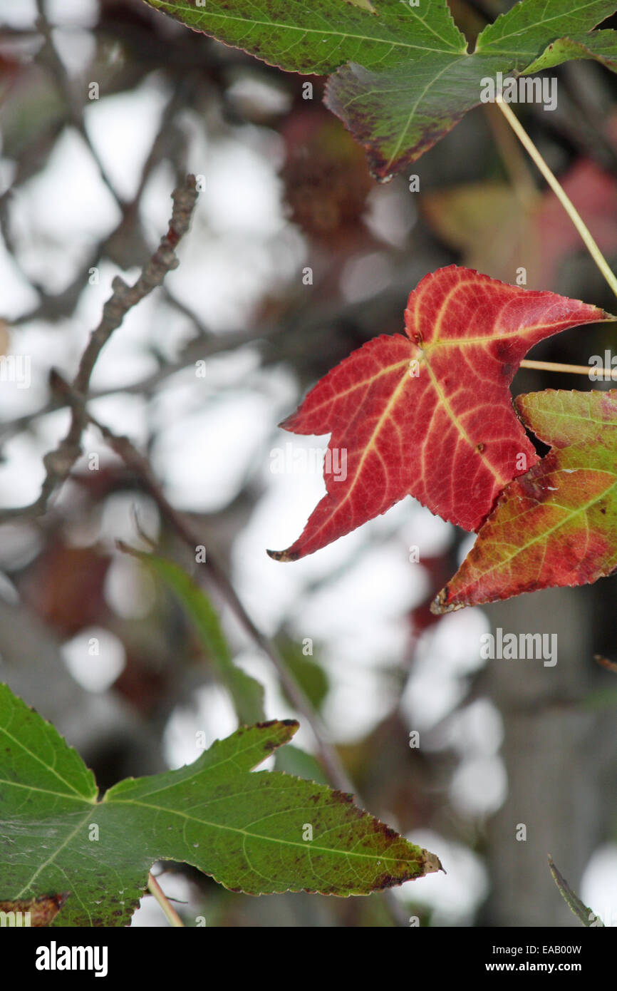 Red maples leaves hi-res stock photography and images - Alamy