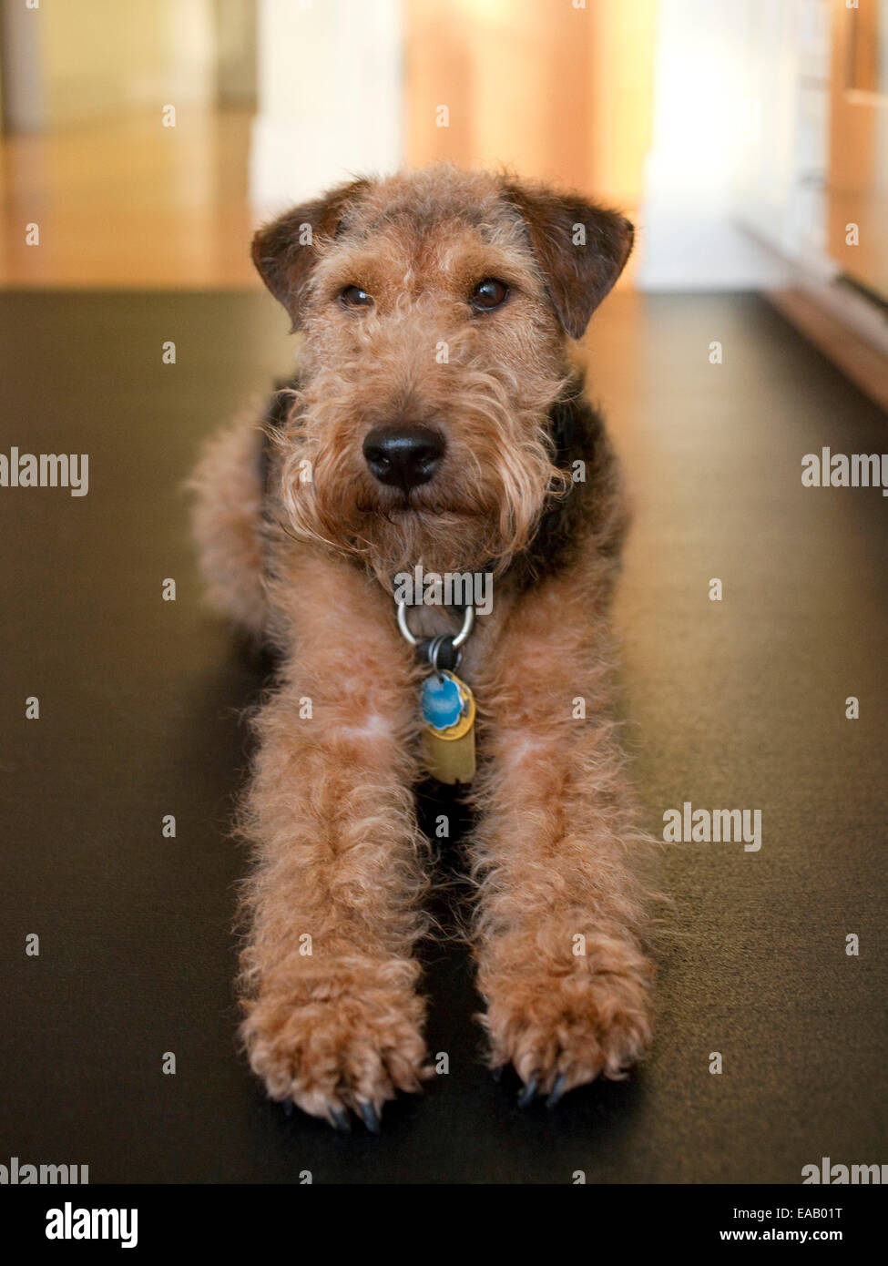 Airedale hi-res stock photography and images - Alamy