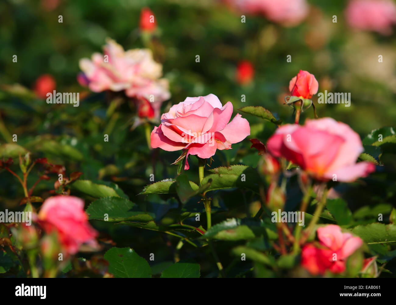 Roses in the garden Stock Photo - Alamy