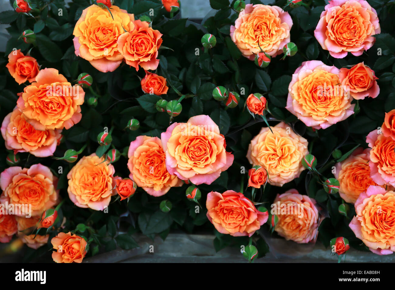 Orange roses background Stock Photo - Alamy