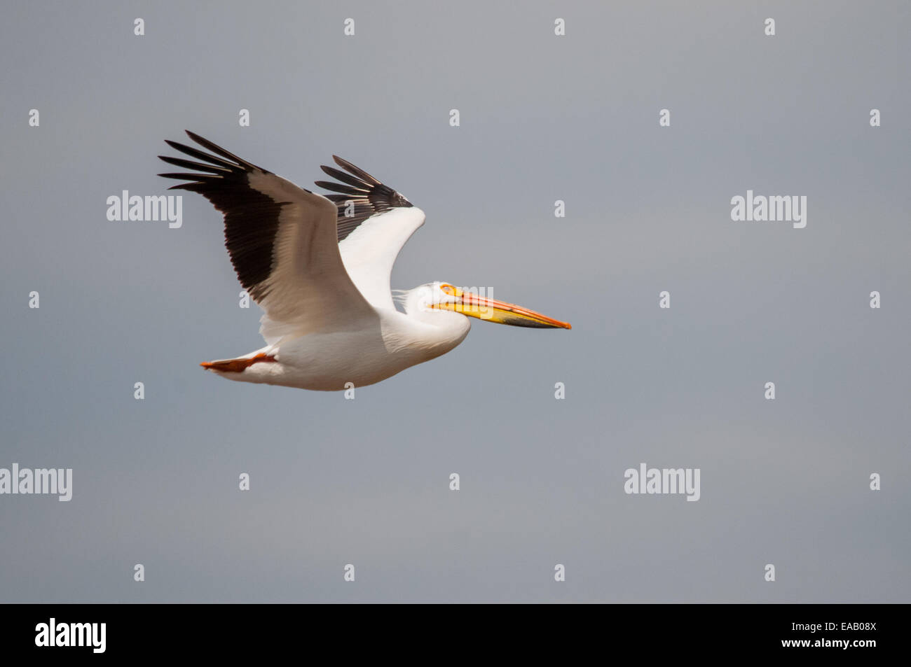 American White Pelican Stock Photo - Alamy