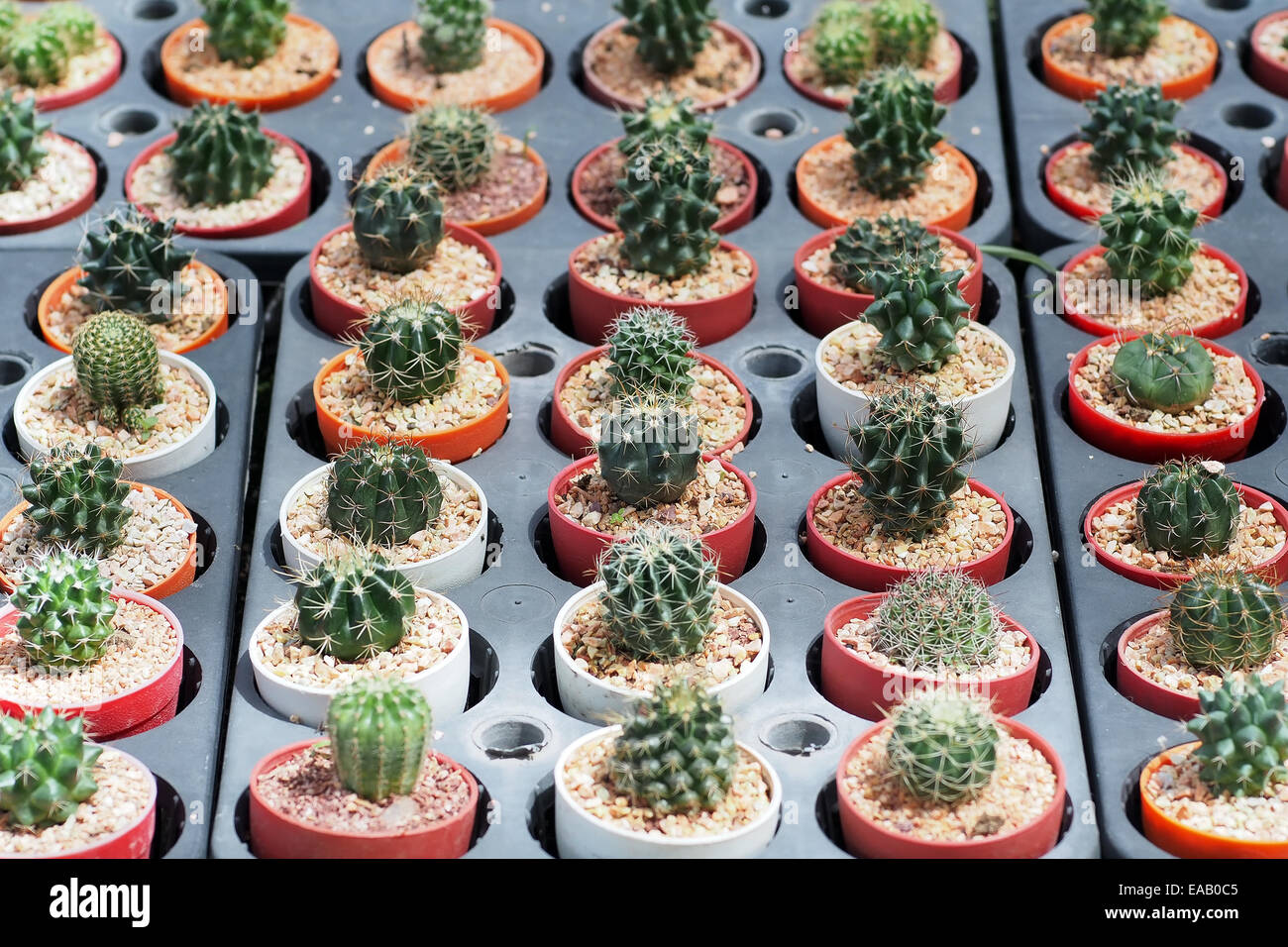 pile of the beautiful cactus at flower market Stock Photo - Alamy