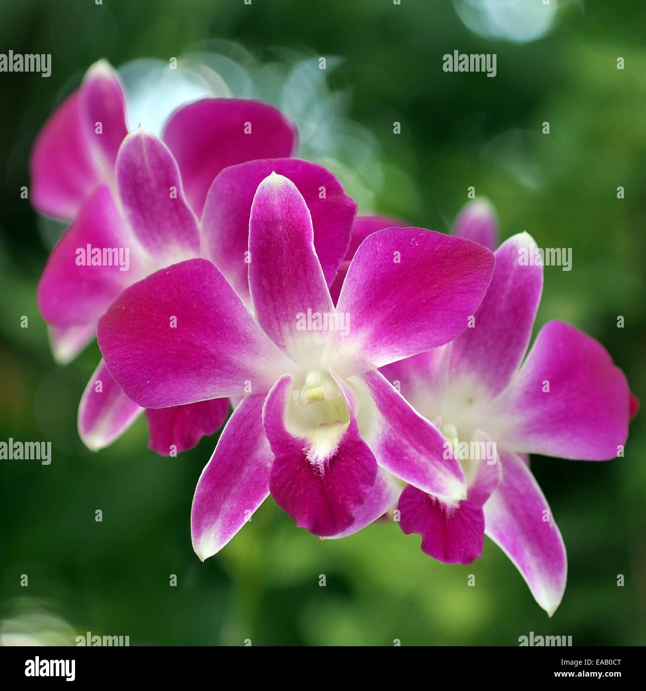 closeup of beautiful orchid flower with nature background Stock Photo ...
