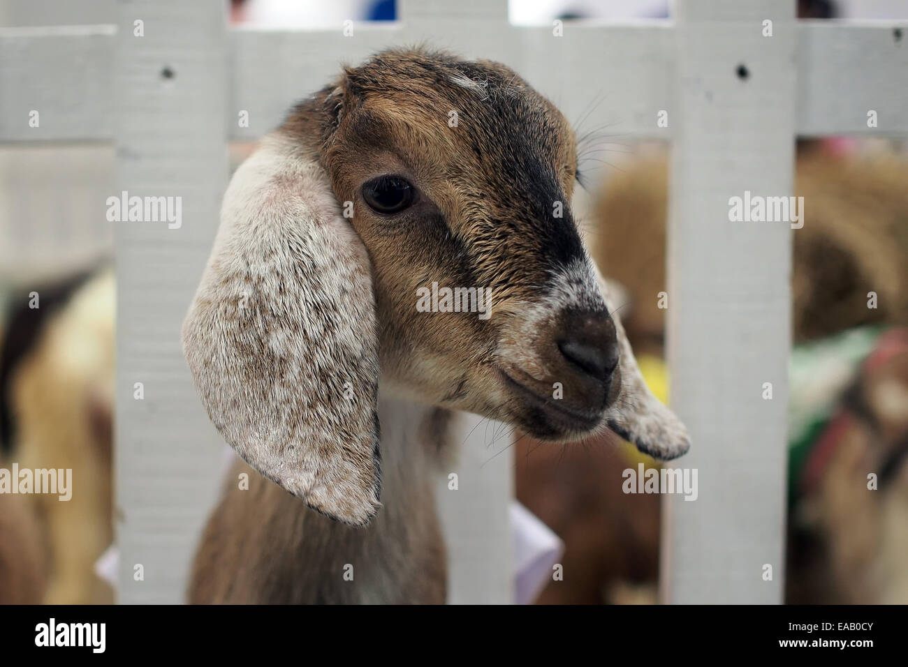closeup of goat in the zoo Stock Photo - Alamy
