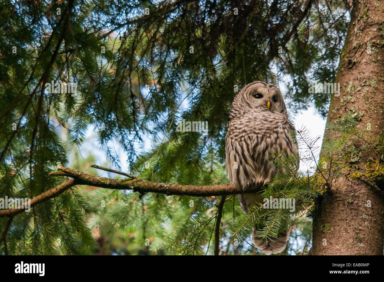Barred Owl perched on a branch Stock Photo - Alamy