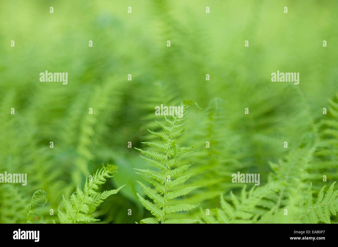 Ferns in a field Stock Photo - Alamy