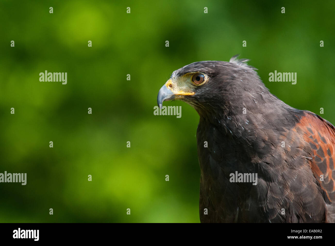 Harriss hawk portrait hi-res stock photography and images - Alamy
