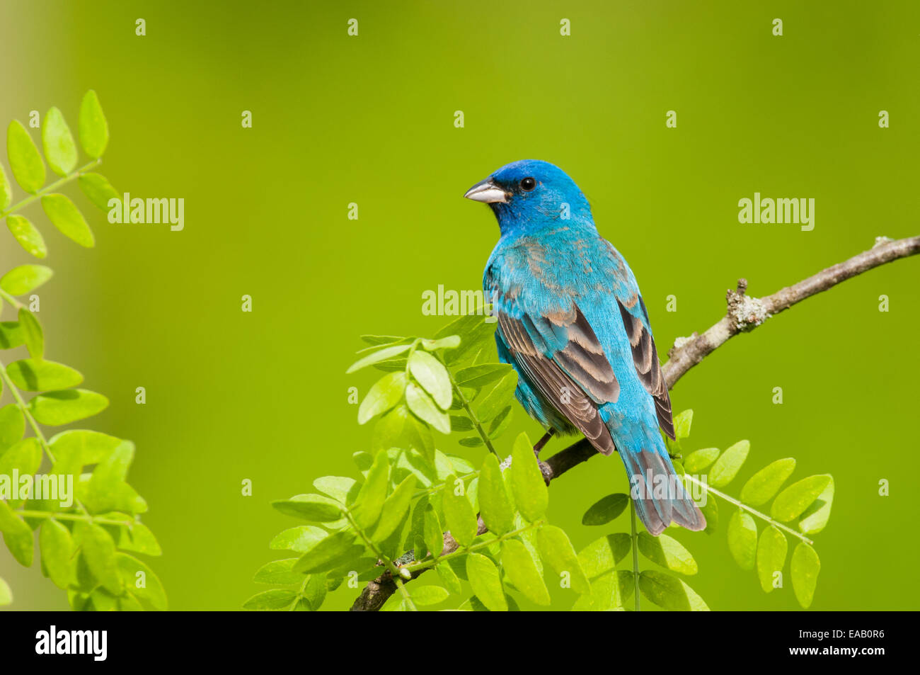 Bunting flying bird hi-res stock photography and images - Alamy