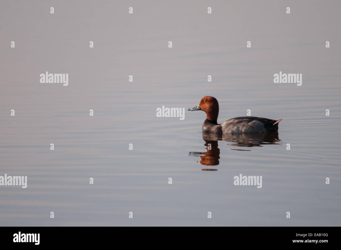 Redhead duck flying hi-res stock photography and images - Alamy