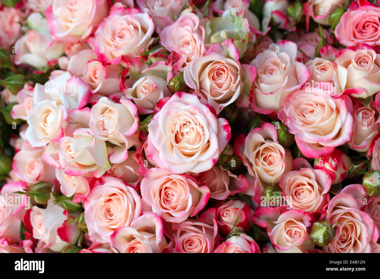 Roses background in the shop Stock Photo - Alamy