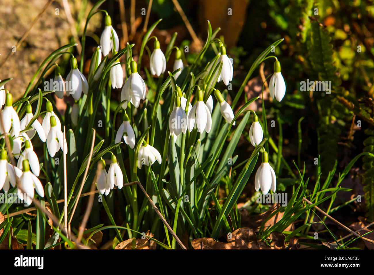 Spring snow drops hi-res stock photography and images - Alamy