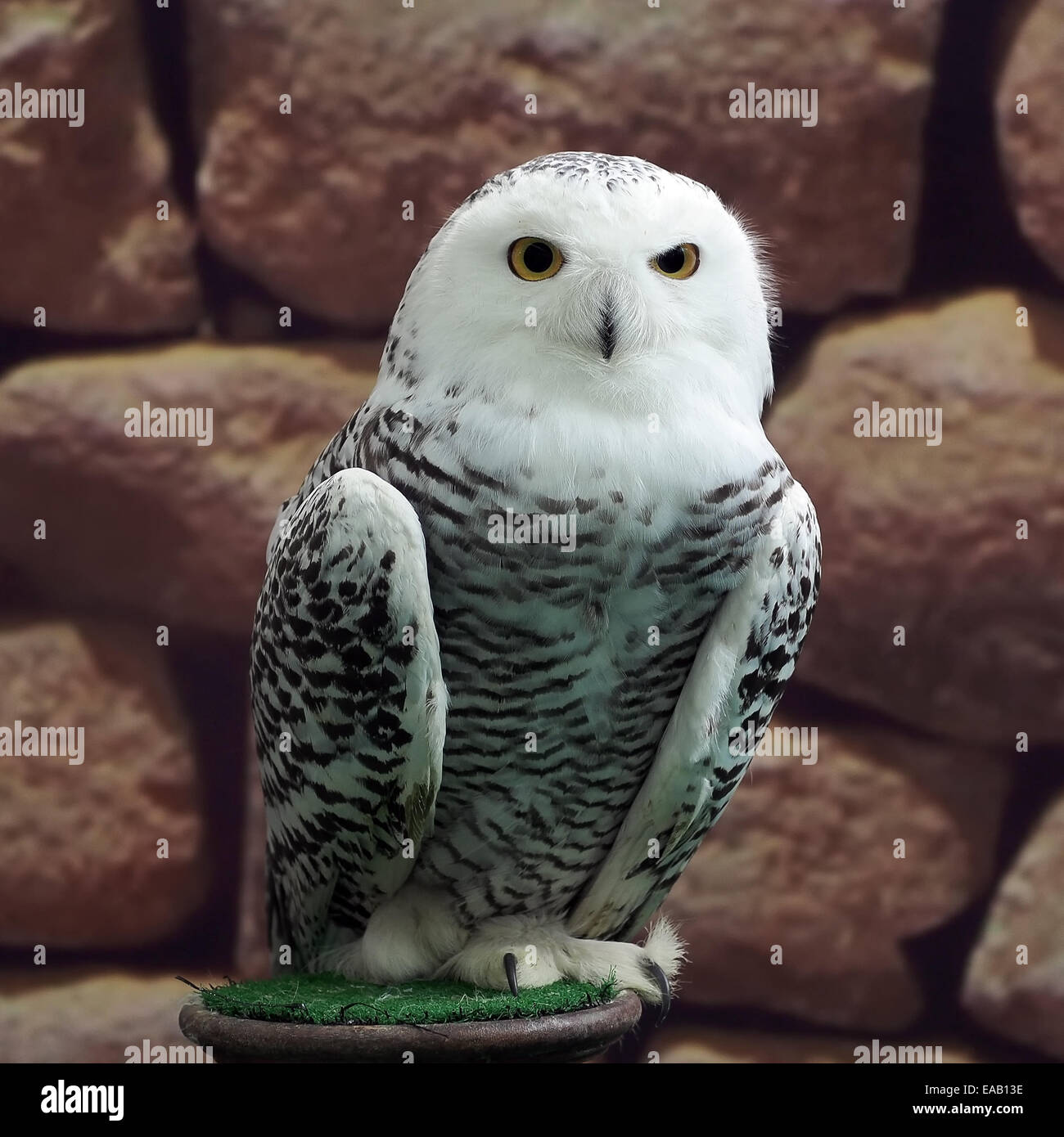 closeup of snow owl with nature background Stock Photo - Alamy