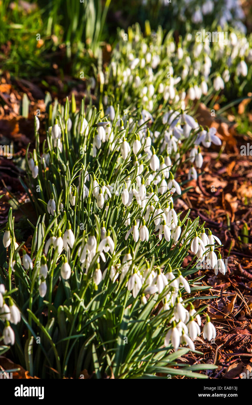 Snowdrops in full flower hi-res stock photography and images - Alamy