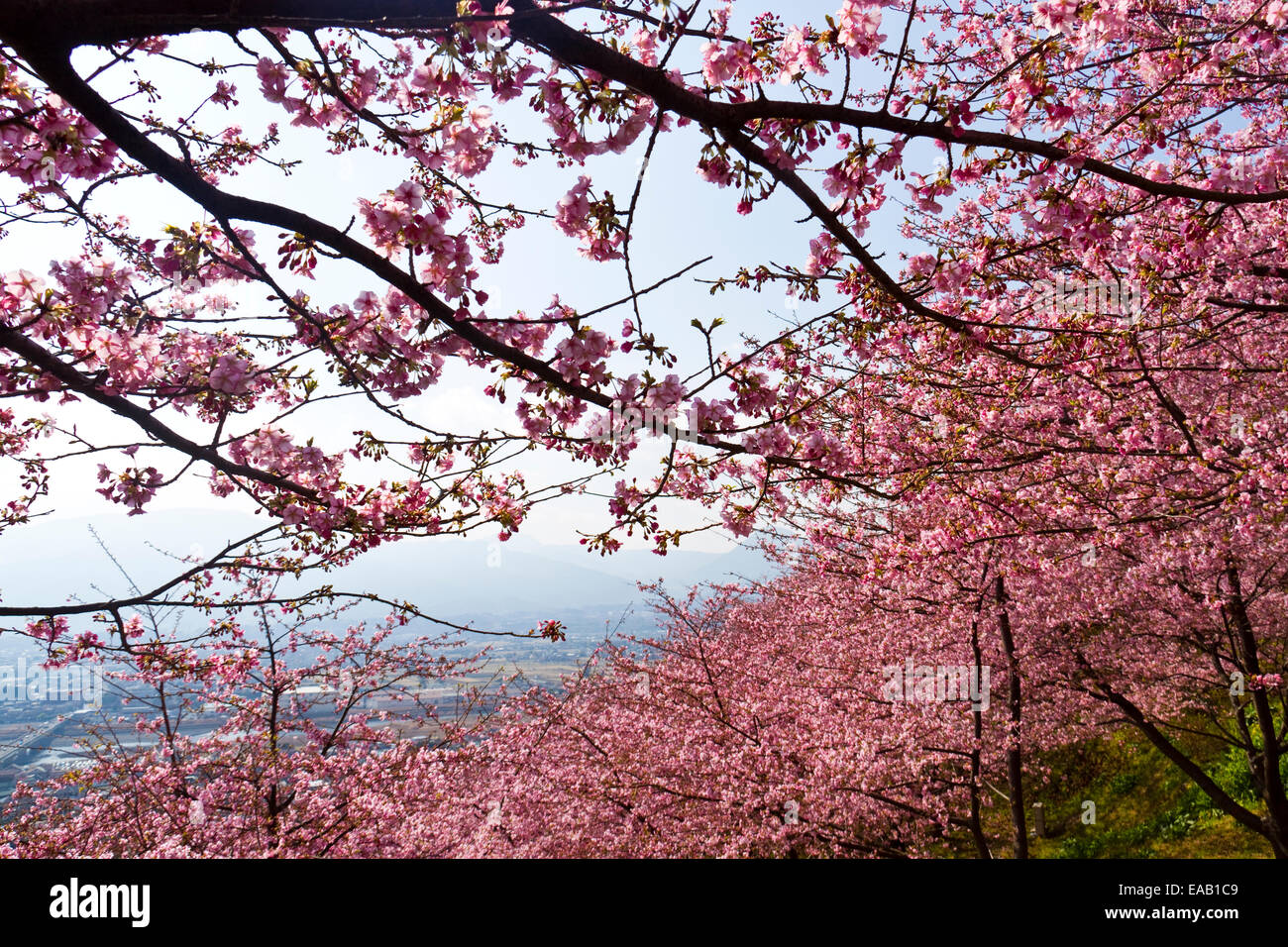 Cherry tree from Japan Stock Photo - Alamy