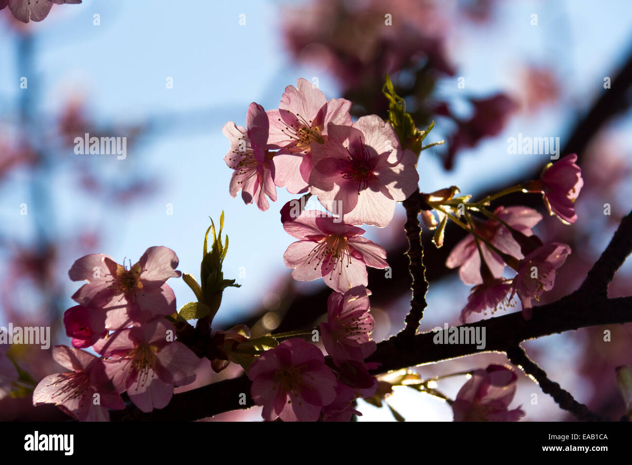 Tree from japan hi-res stock photography and images - Alamy