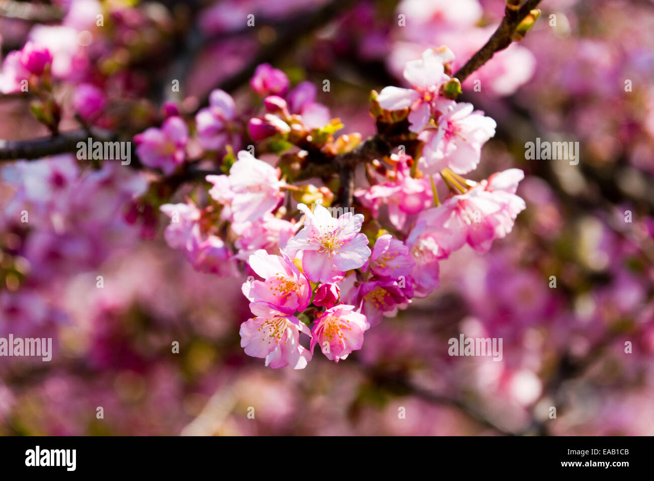 Close up cherry tree Stock Photo - Alamy