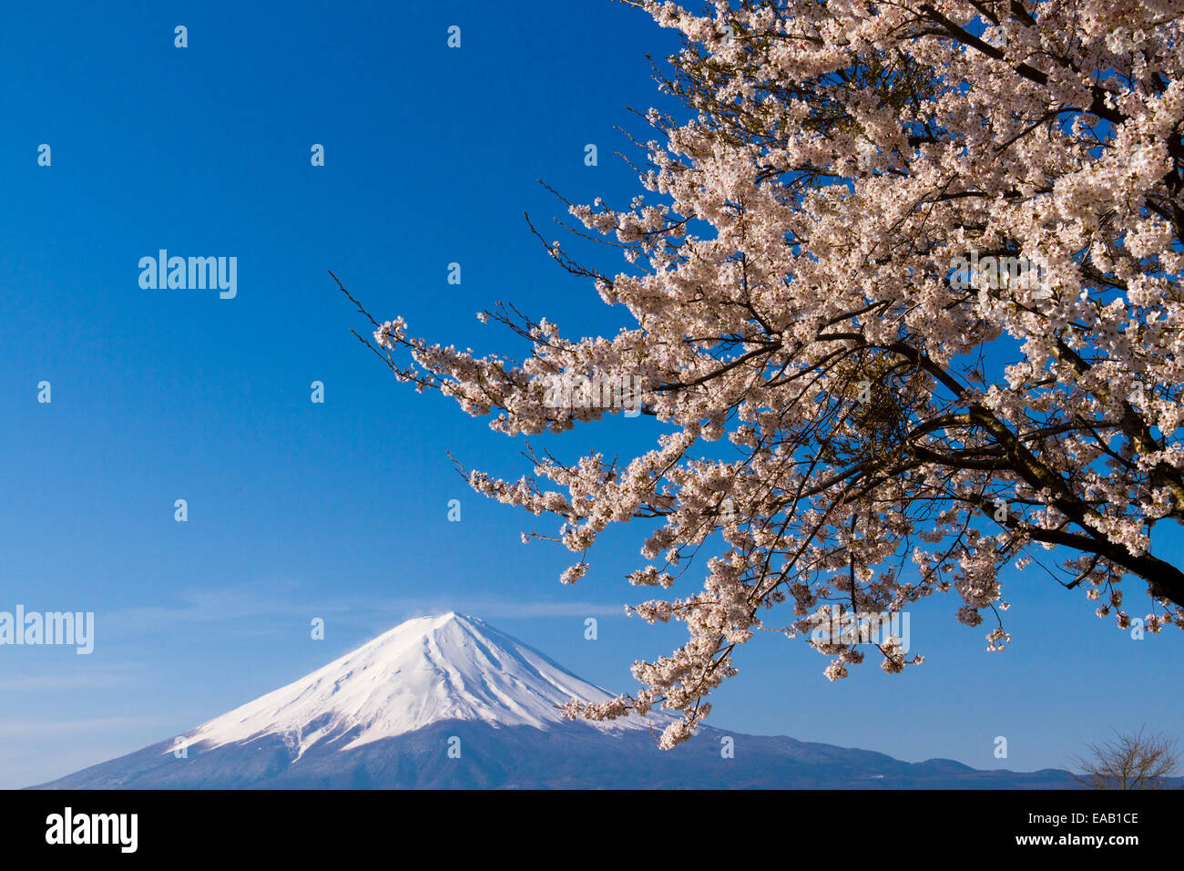 M't Fuji and cherry tree in Japan Stock Photo - Alamy