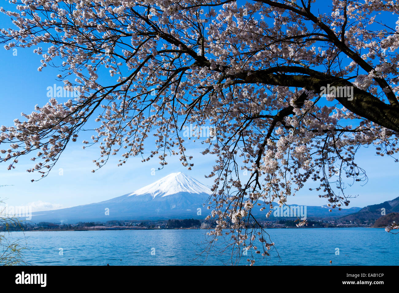 M’t Fuji and Cherry tree in lake kawaguti Stock Photo - Alamy