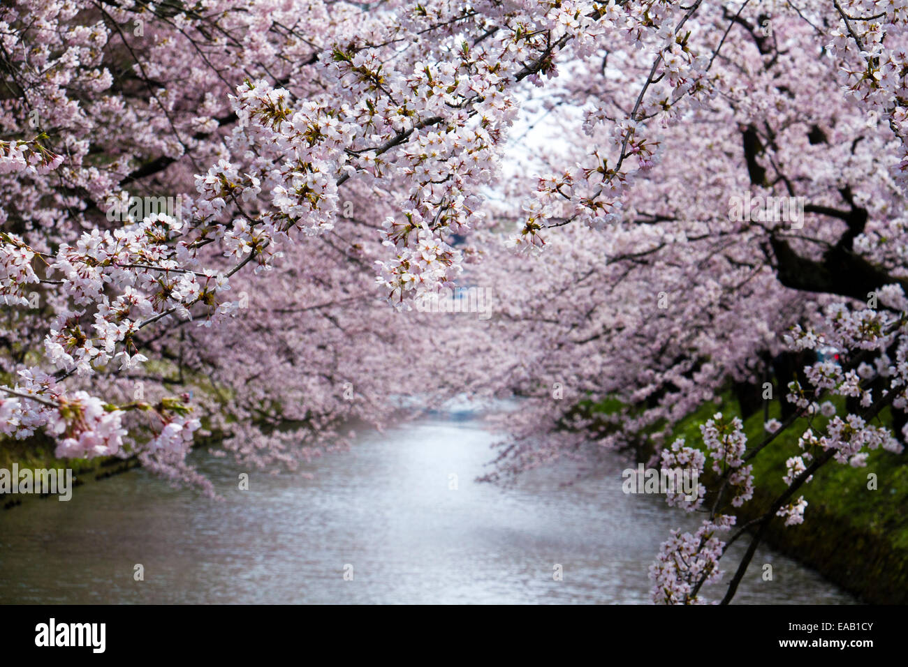 Cherry Tree and river Stock Photo - Alamy