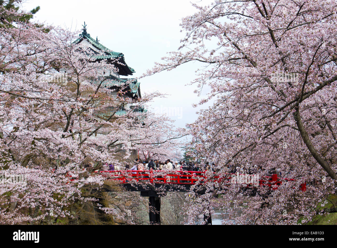 Hirosaki castle and cherry trees in Japan Stock Photo - Alamy