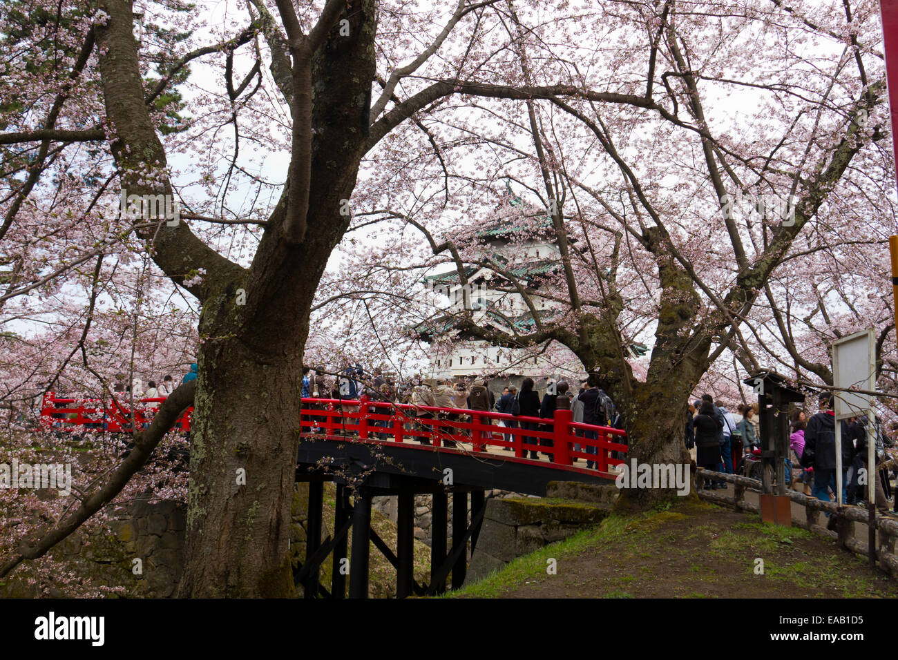 Hirosaki castle and cherry trees in Japan Stock Photo - Alamy