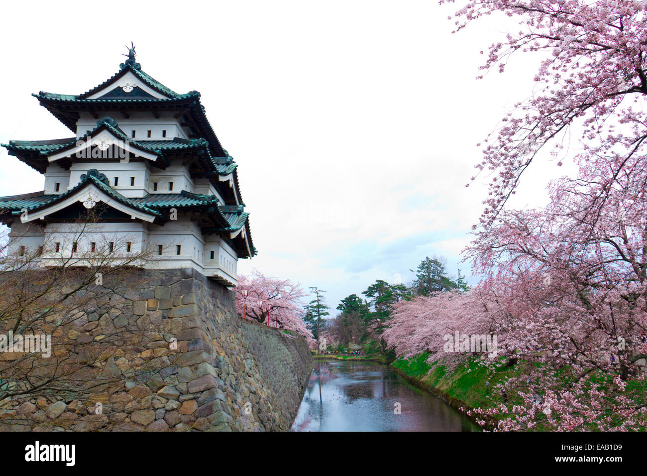 Hirosaki castle and cherry trees in Japan Stock Photo - Alamy