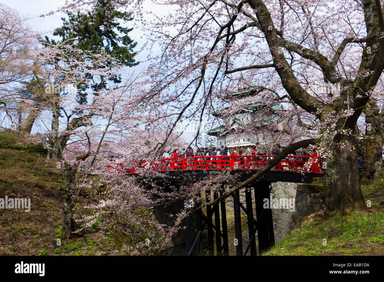 Hirosaki castle and cherry trees in Japan Stock Photo - Alamy